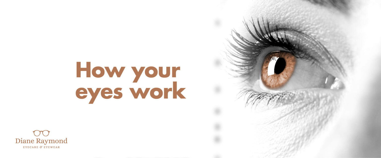 How Your Eyes Work | Diane Raymond Opticians Bedlington